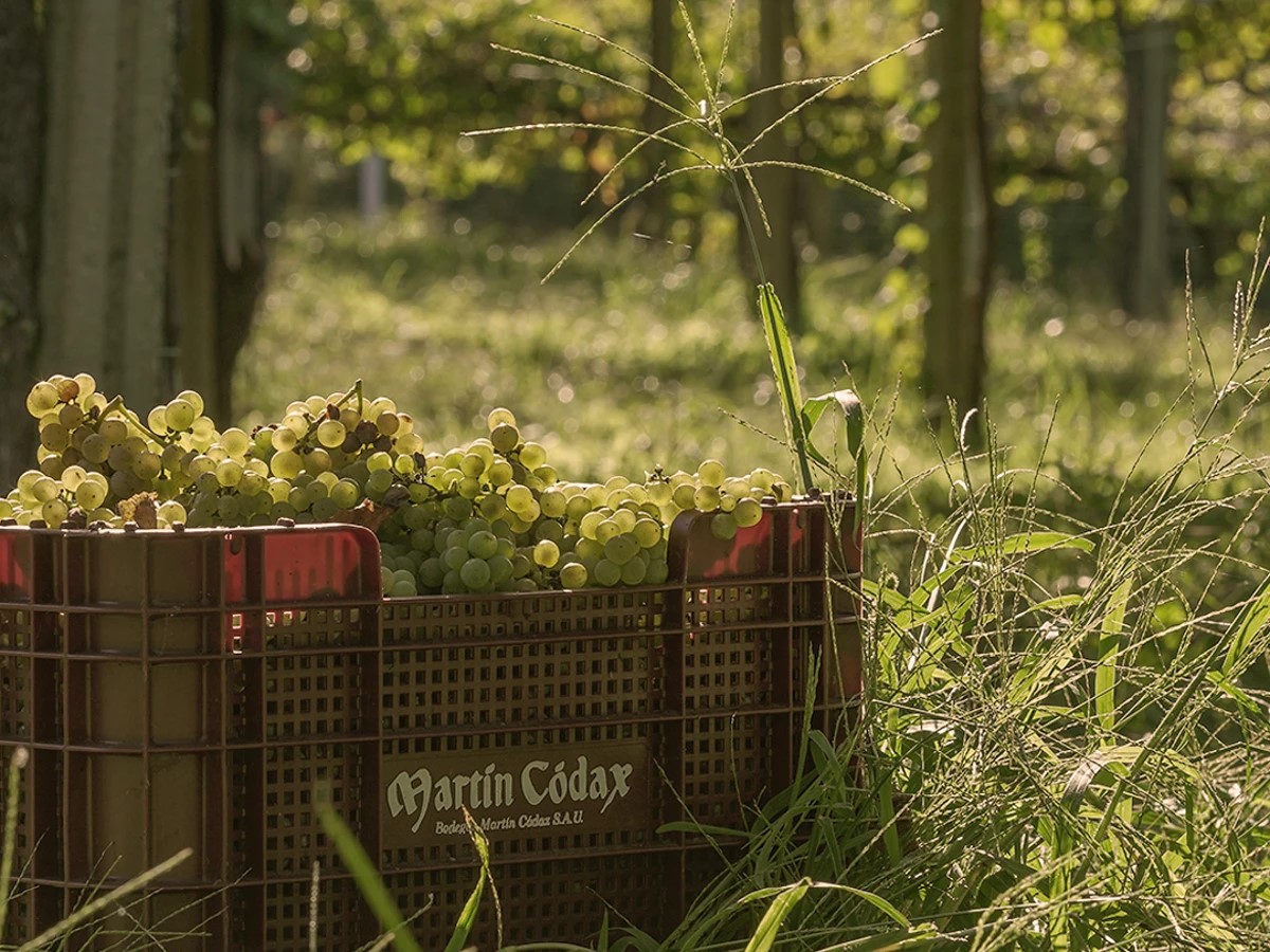 Marieta Sin, de Martín Códax, Medalla de Oro al mejor vino blanco sin ...